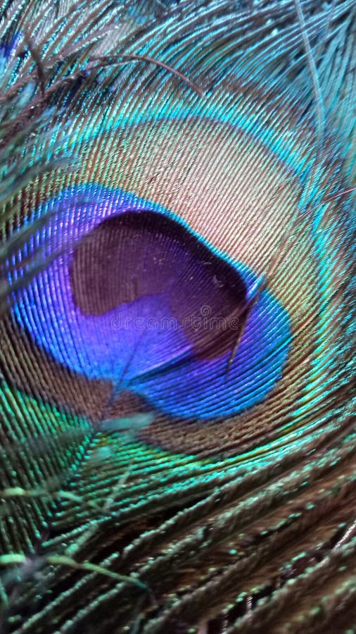 Peacocks single feather stock photo. Image of beautiful - 147884686
