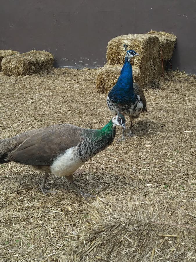 Peacocks Stock Photos - Download 3,361 Royalty Free Photos