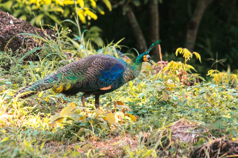 Peacocks Walk in the Meadows. Peacocks are Large Pheasant-type Birds ...