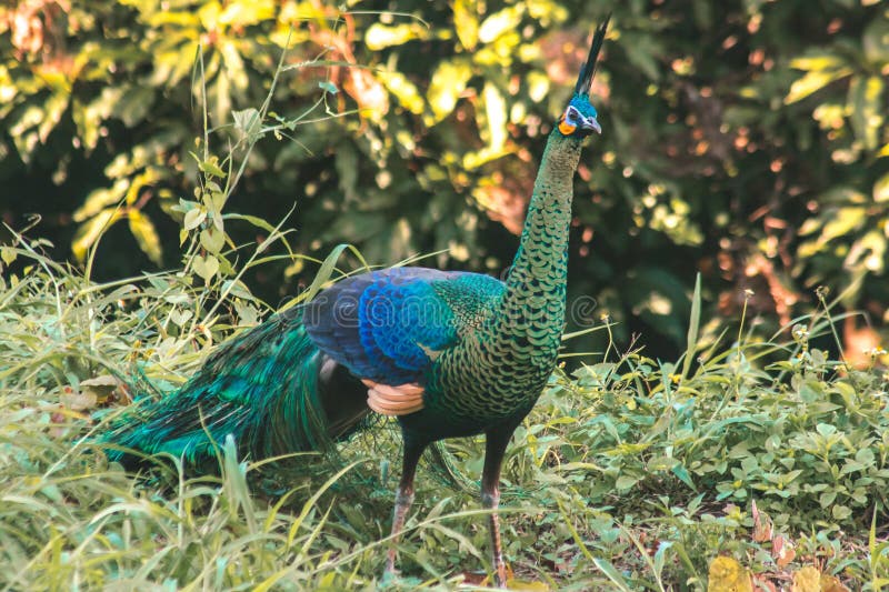 Peacocks Walk in the Meadows. Peacocks are Large Pheasant-type Birds ...