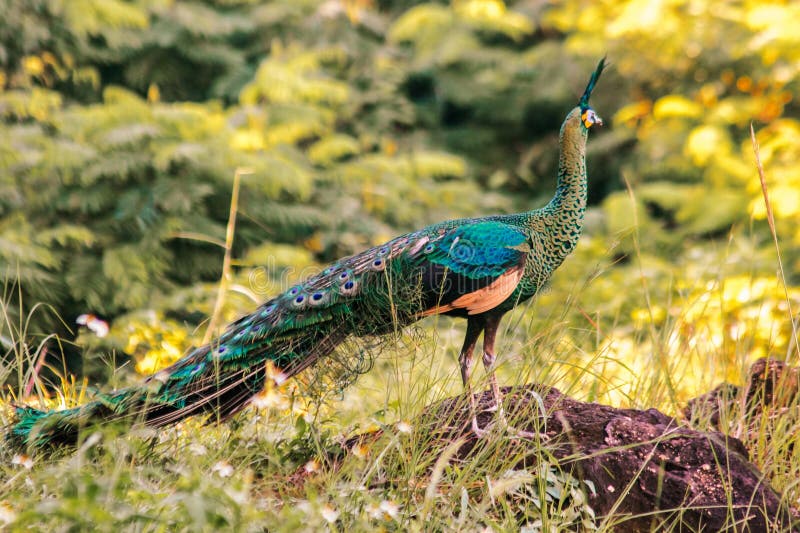 Peacock Walking in the Grass Stock Image - Image of peacock, peafowl ...