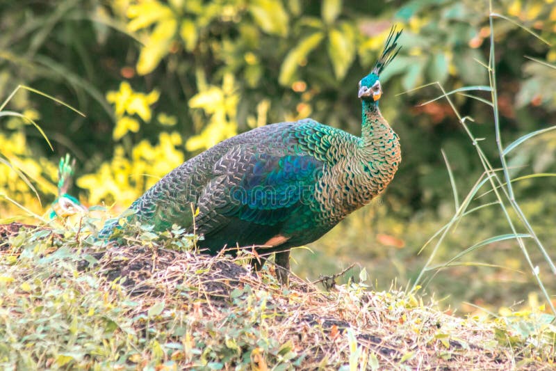 Peacocks Walk Around Looking for Food in the Meadows. Stock Image ...
