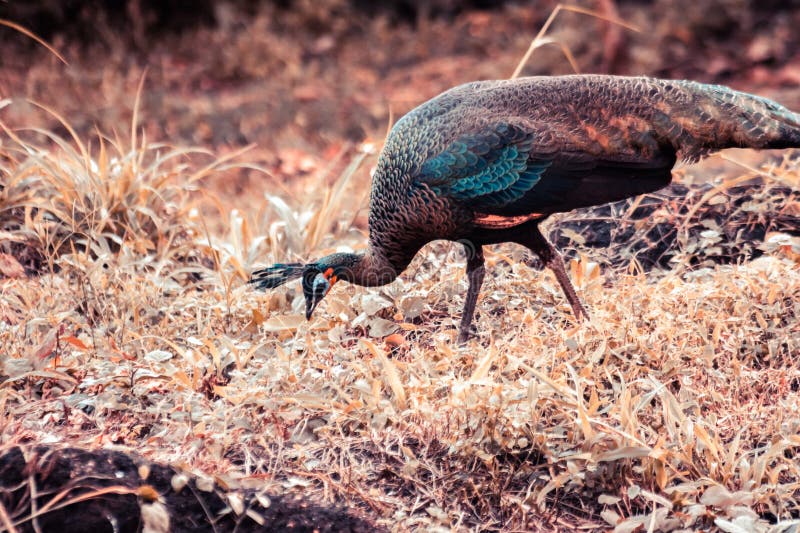 Peacocks Walk Around Looking for Food in the Meadows. Stock Image ...
