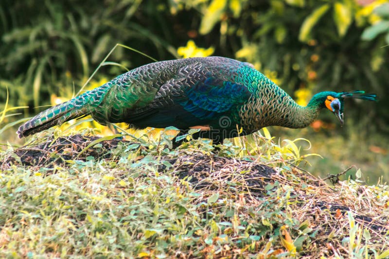 Peacocks Walk Around Looking for Food in the Meadows. Stock Photo ...