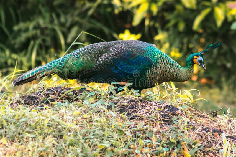 Peacocks Walk Around Looking for Food in the Meadows. Stock Image ...