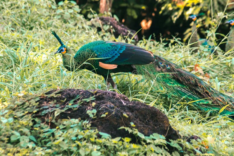Peacocks Walk Around Looking for Food in the Meadows. Stock Image ...