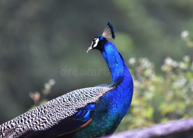 Peacocok bird looking back stock photo. Image of nature - 261772314