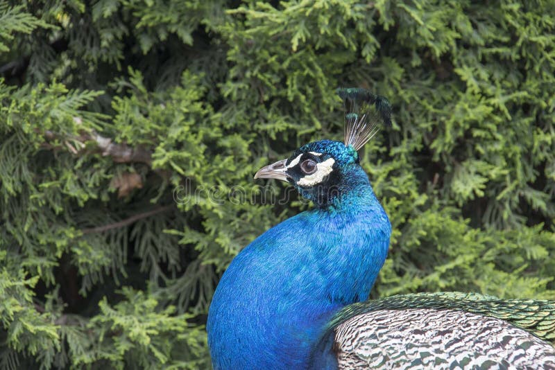 Peafowl, Bird, Galliformes, Beak Stock Image - Image of organism, fauna ...