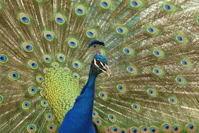 Il Pavone Indiano O Pavone Blu, Un Grande Ed Uccello Brillantemente ...