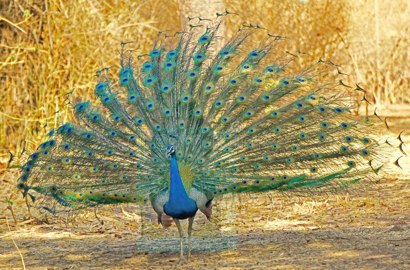 Peafowl, Feather, Beak, Galliformes Picture. Image: 115876445