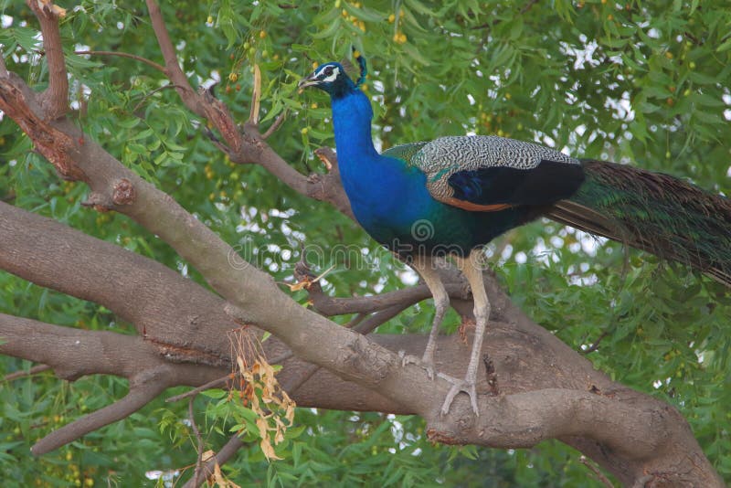 Peafowl, Nationaler Vogel Von Indien Stockfoto - Bild von pfau ...
