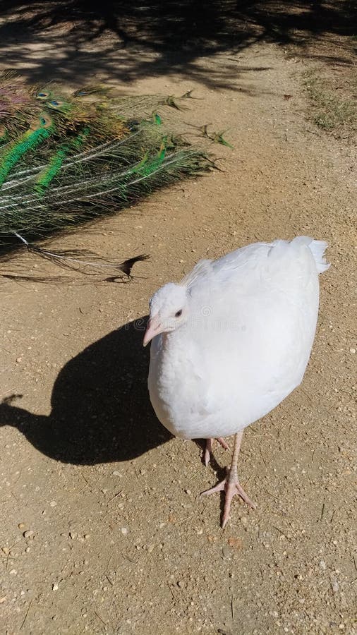 Nice White Female Peafowl Stock Photos - Free & Royalty-Free Stock ...