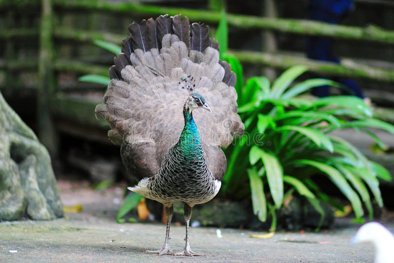 Pássaro De Voo Fêmea Do Pavão Do Peafowl Que Pasta O Animal Selvagem De ...