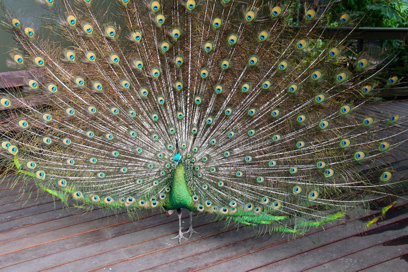Peafowl Verde Masculino (pavo Real) Imagen de archivo - Imagen de tren ...