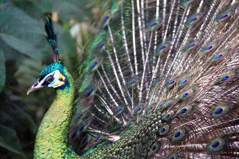 Peafowl Verde Masculino (pavo Real) Imagen de archivo - Imagen de ...