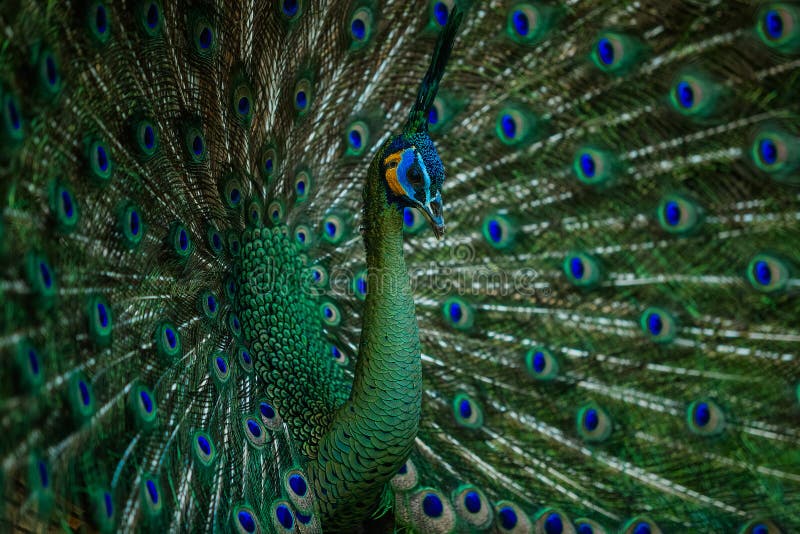 Peafowl verde, pavo real imagen de archivo. Imagen de peacock - 62013511