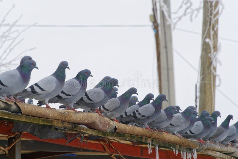 Peagons stock photo. Image of peagon, roof, animal, valley - 109344408