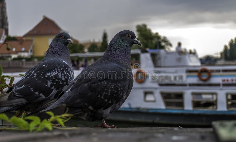 Peagons stock photo. Image of boat, birds, buildings - 58312814
