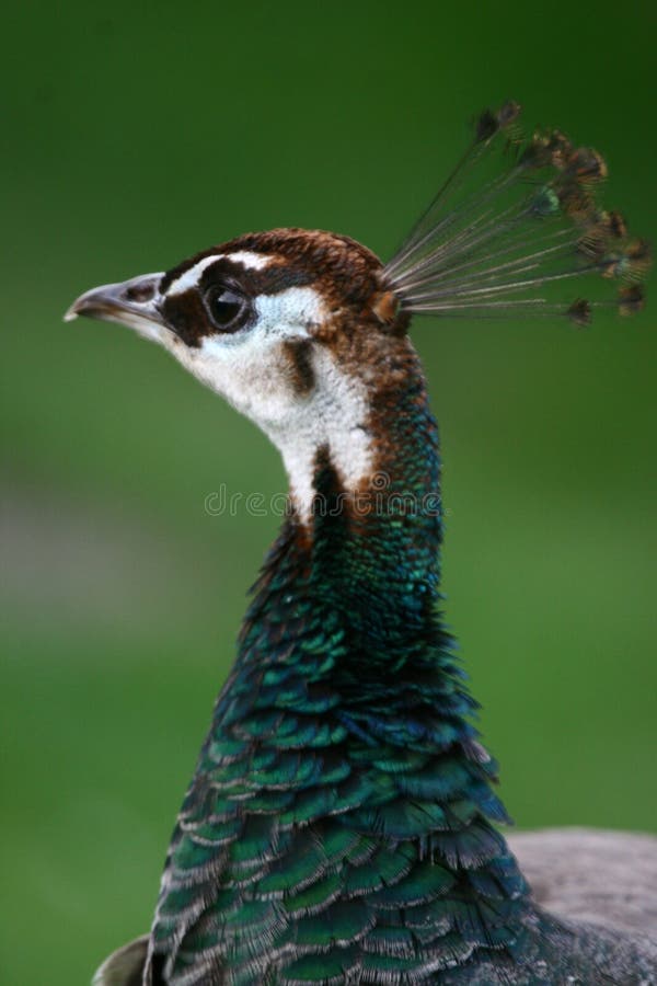 Peahen Picture. Image: 143427
