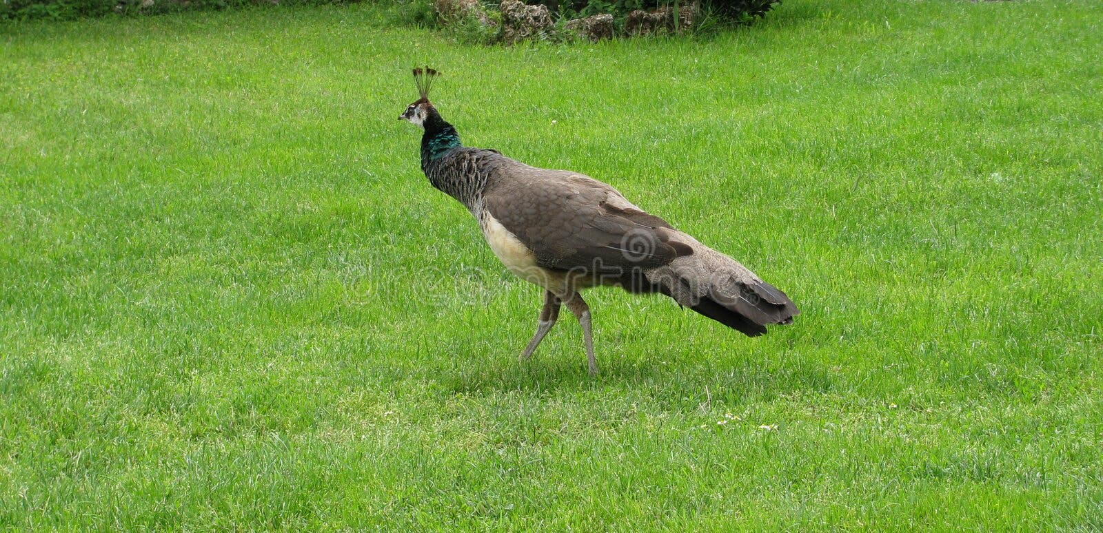 Peahen 2 stock image. Image of childrens, south, hens - 55517067
