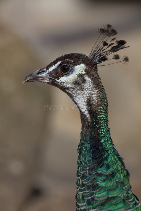 Peahen stock image. Image of beautiful, colorful, peafowl - 15386787