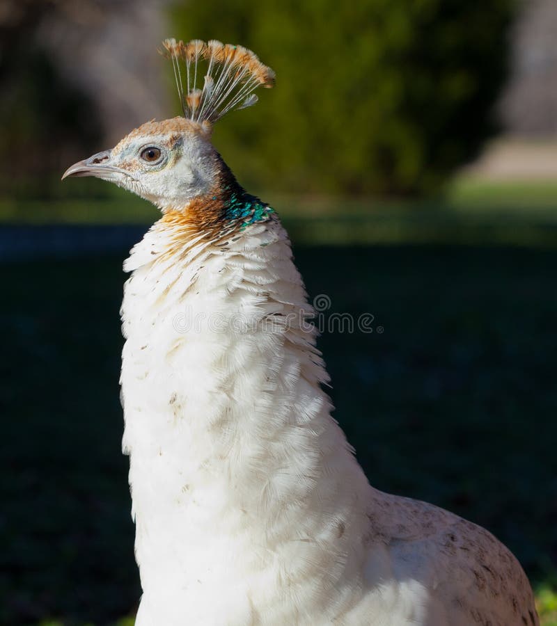 2,783 Peahen Photos - Free & Royalty-Free Stock Photos from Dreamstime