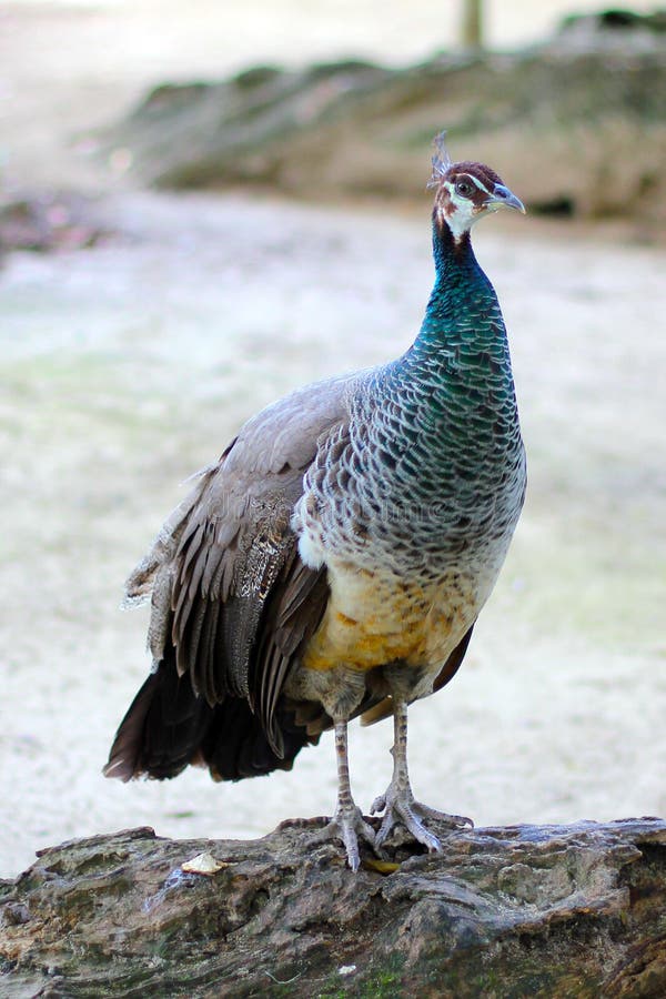 Peahen stock photo. Image of fauna, browsing, indian - 39323598