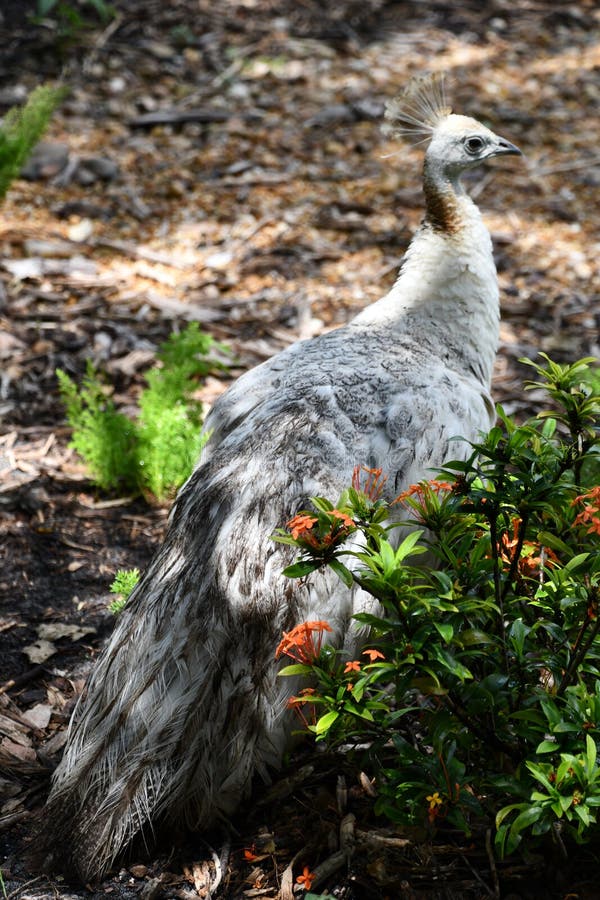 A Peahen stock image. Image of beautiful, neck, albino - 259287071