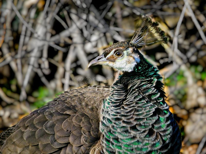 Peahen close-up stock image. Image of vitality, bird - 269362551