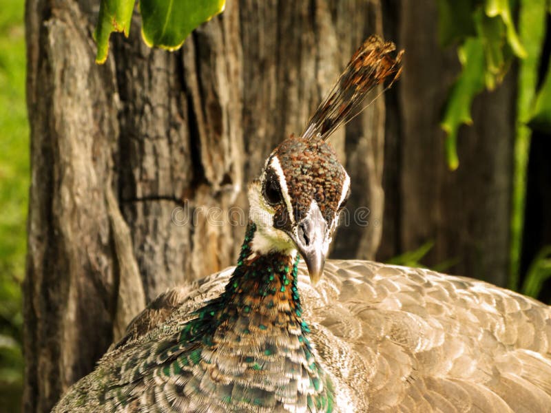 Peahen 1 stock photo. Image of pets, farm, southern, south - 55517064