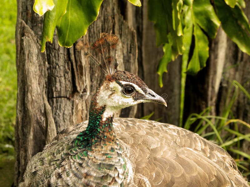 Peahen 2 stock image. Image of childrens, south, hens - 55517067