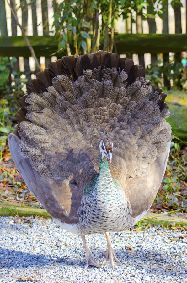 3,682 Peahen Stock Photos - Free & Royalty-Free Stock Photos from ...