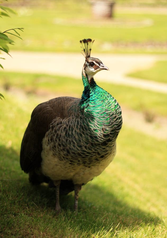 Peahen stock image. Image of female, castle, crown, peahen - 71818363