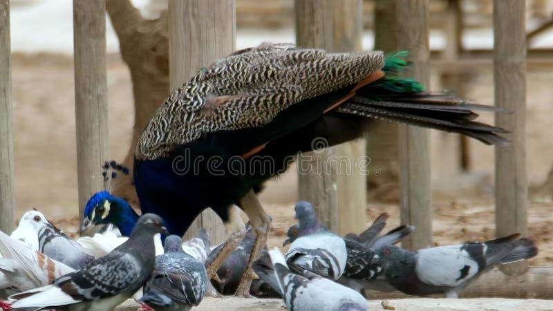 Peahen Fights Off Pigeons for Food Stock Footage - Video of wild ...