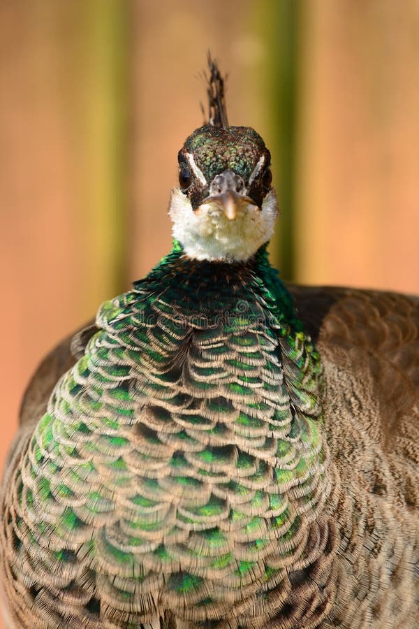 Peahen Stock Photos - Download 1,933 Royalty Free Photos