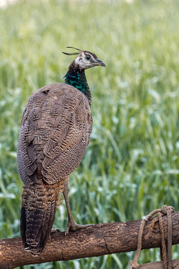 A peahen looking back stock image. Image of fans, plumage - 267343875