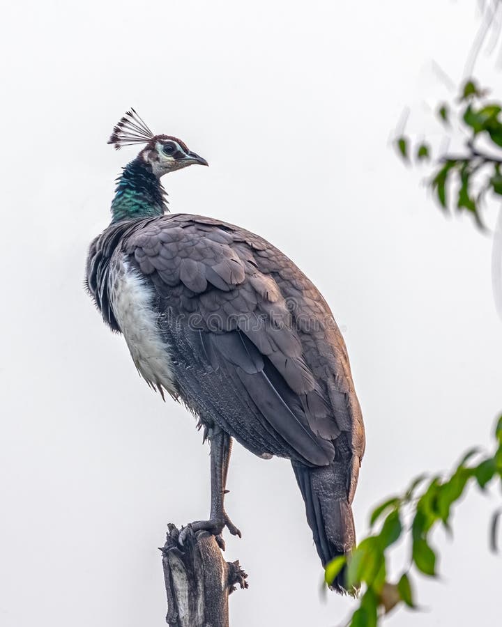 A Peahen looking back stock photo. Image of game, colorful - 267343870