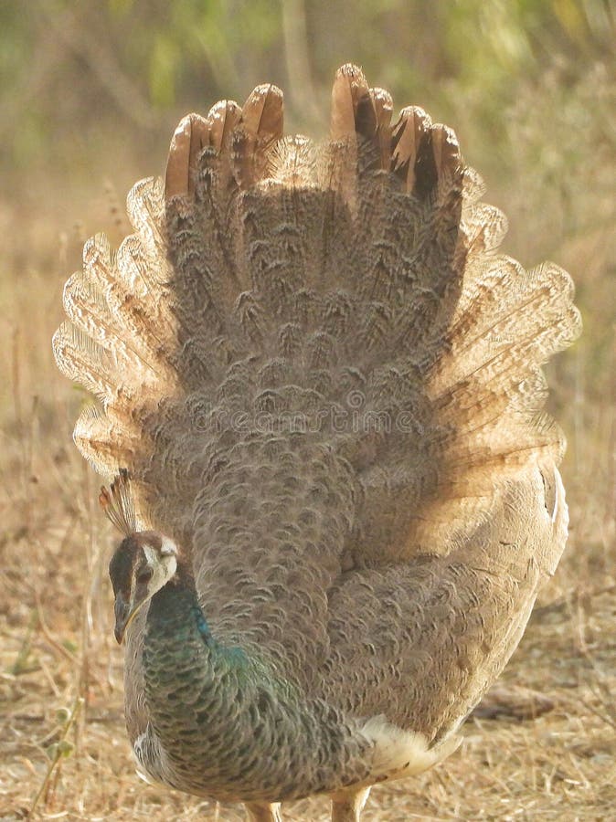 Peahen peafowl on ground stock image. Image of wing - 245302559