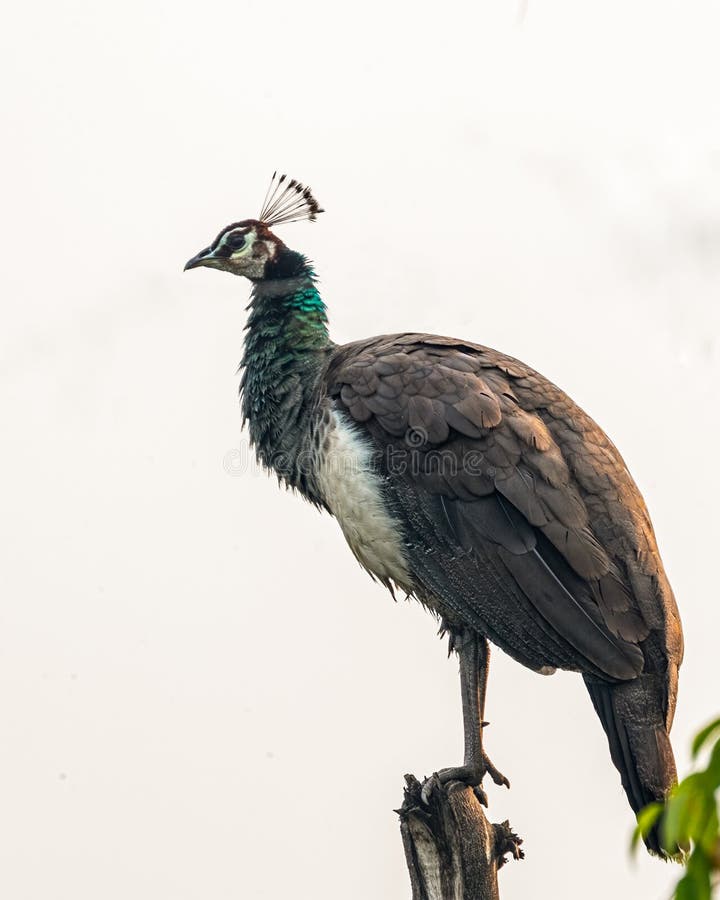 A Peahen perching stock photo. Image of detail, feathered - 267343880