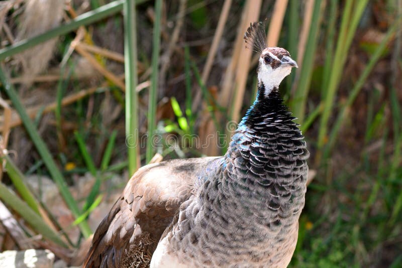 Peahen portrait stock image. Image of plumage, looking - 107905987