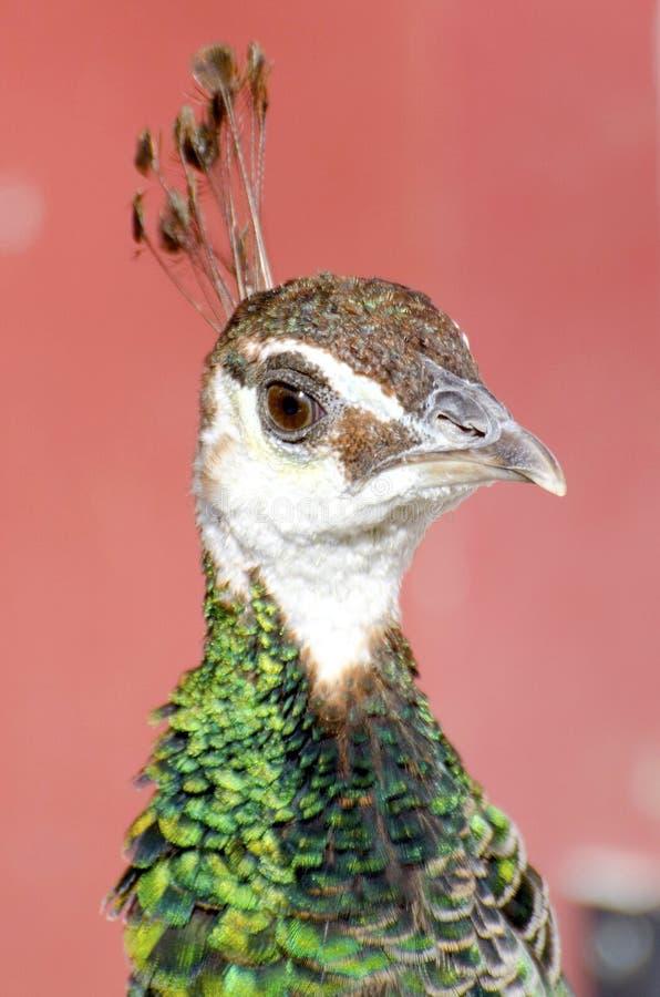 Peahen 1 stock photo. Image of pets, farm, southern, south - 55517064