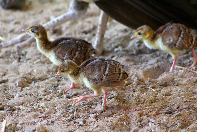 Peahens babies stock photo. Image of blue, male, head - 55085930