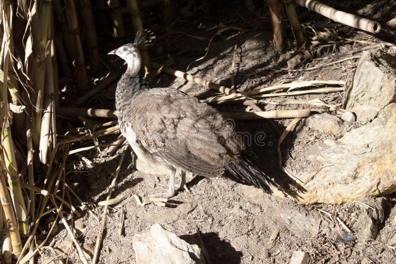 This is a Side View of a Peahen Stock Photo - Image of black, yellow ...
