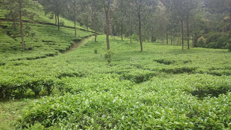 The Peak of Bogor, West Java, Indonesia Stock Photo - Image of woodland ... The Peak of Bogor, West Java, Indonesia Stock Photo - Image of woodland ...