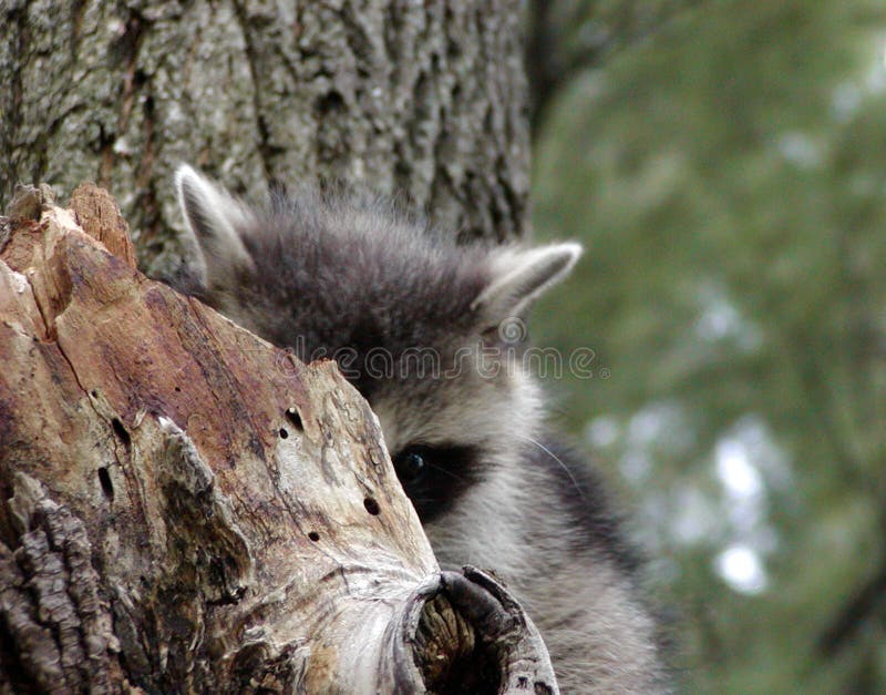 Peak Boo Raccoon Stock Photos - Free & Royalty-Free Stock Photos from ...