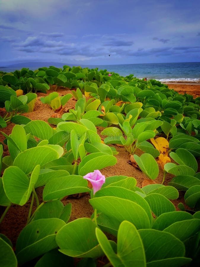 Peak of Color stock image. Image of color, ocean, peak - 82320115