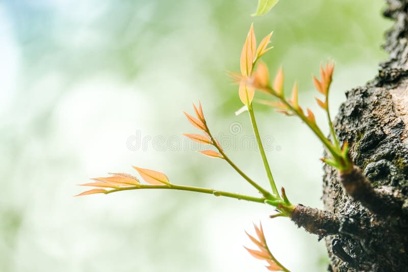 Peak is Coming Out of the Tree. Stock Image - Image of blur, bright ...