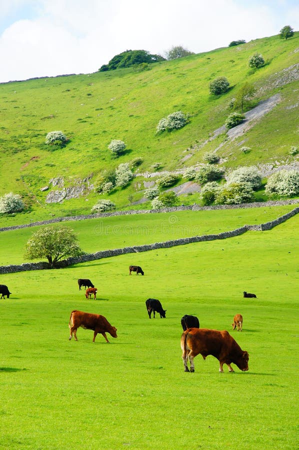 Peak District stock image. Image of animals, hills, bulls - 85232831
