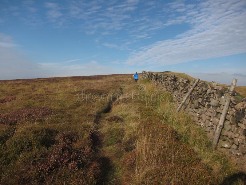 Combs Moss Stock Photos - Free & Royalty-Free Stock Photos from Dreamstime