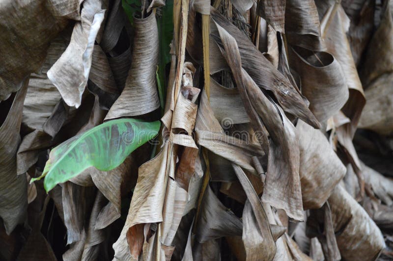 Peak of green stock image. Image of banana, peaking, growth - 89823323